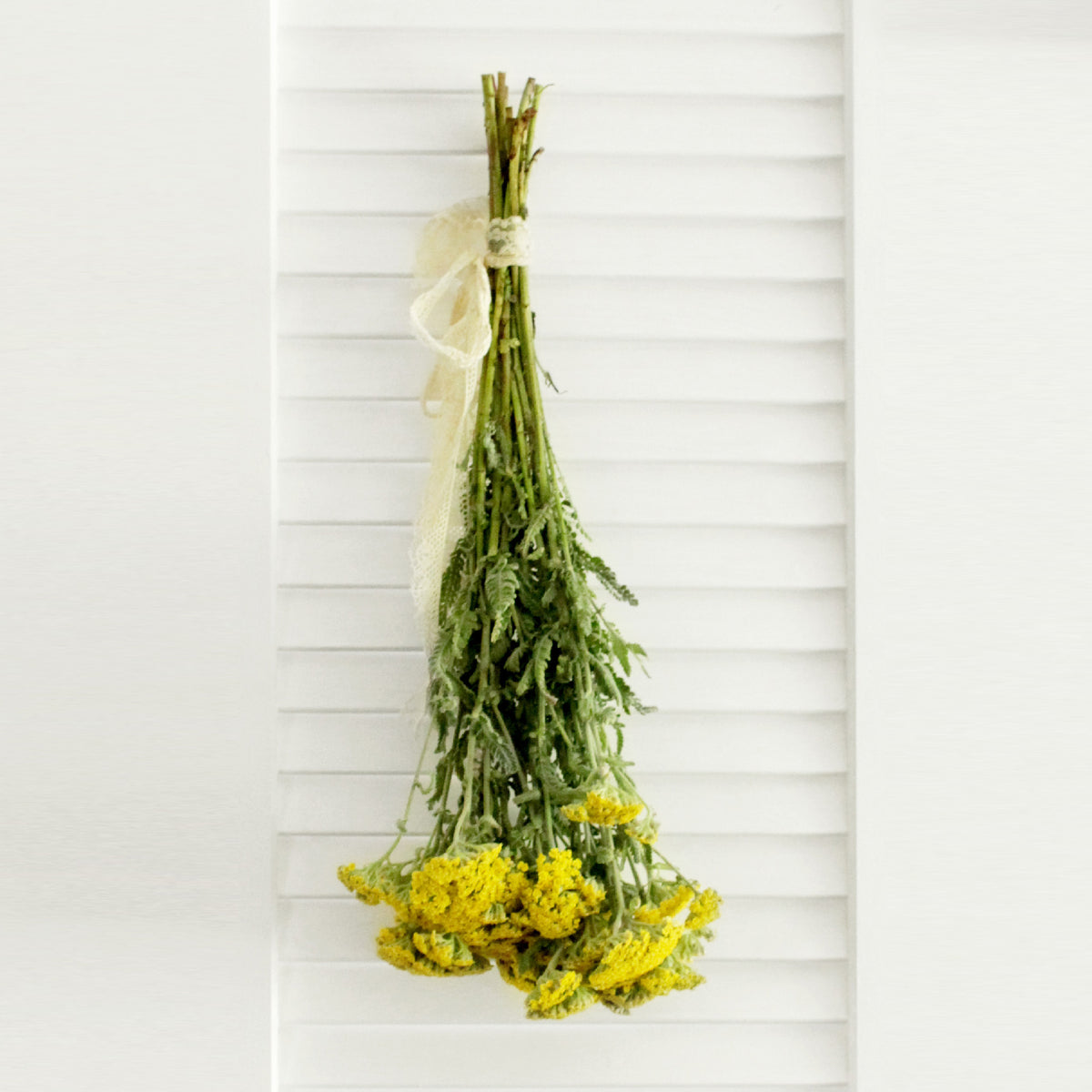 Yarrow Cottage Yellow Flowers | DIY Wedding Flowers | Free Shipping ...