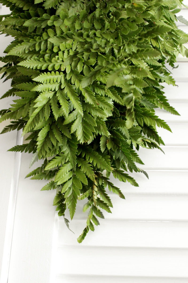 Leather Leaf Greenery | DIY Wedding Flowers | Free Shipping – Magnolia ...