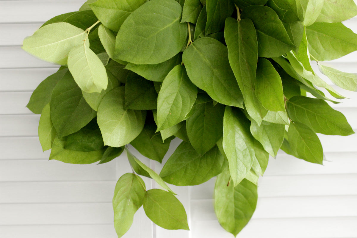 Lemon Leaf Salal Greenery | DIY Wedding Flowers | Free Shipping ...