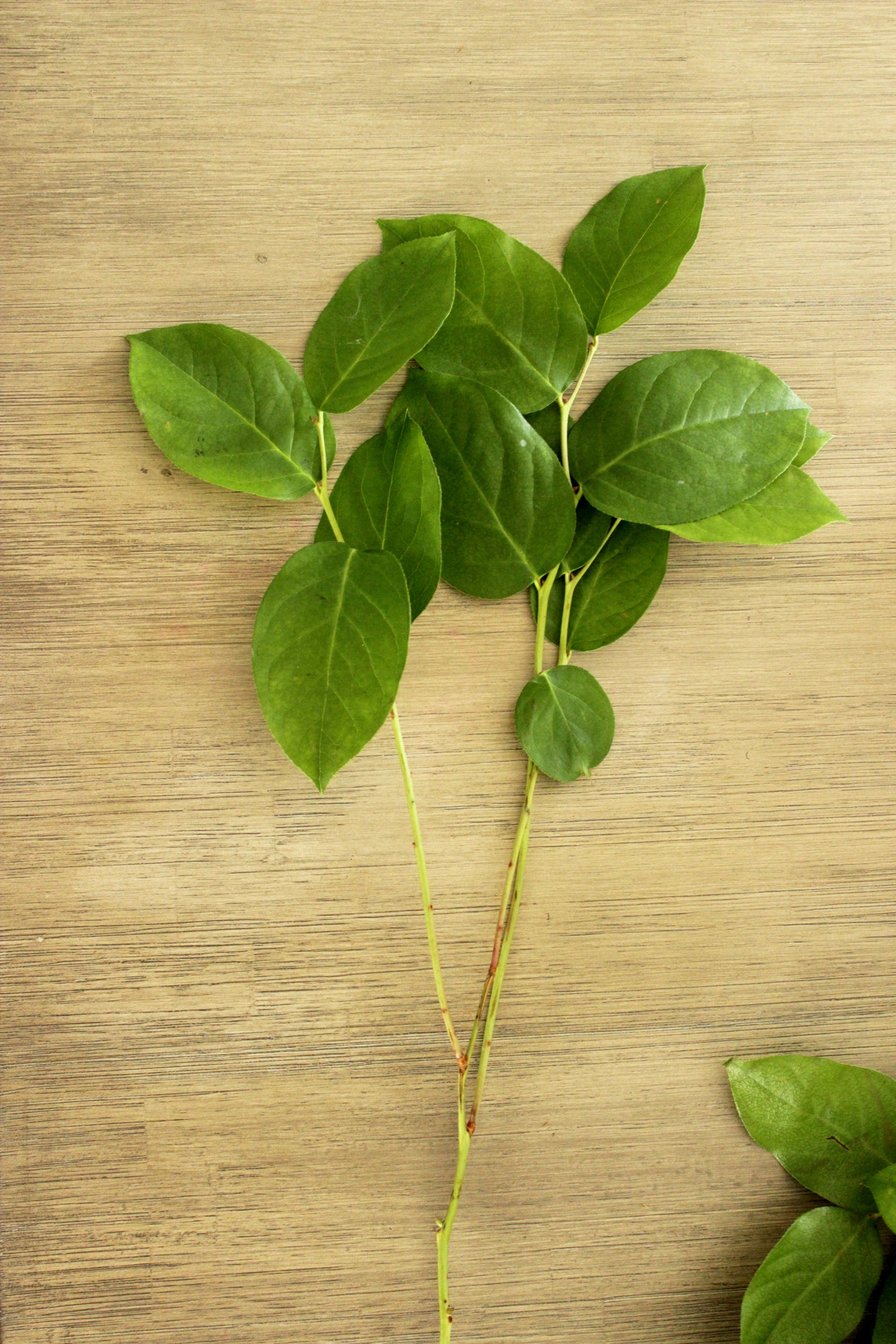 Lemon Leaf Salal Greenery | DIY Wedding Flowers | Free Shipping ...