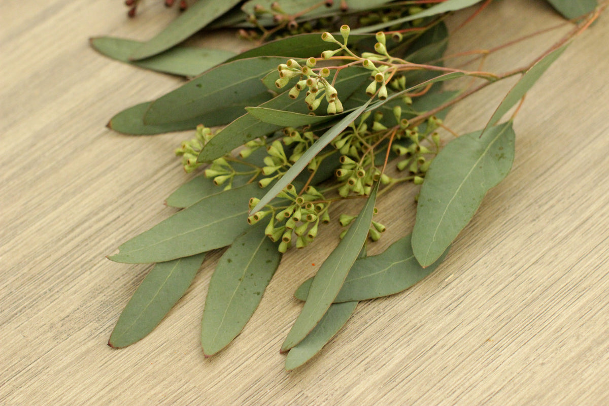 Seeded Eucalyptus Greenery | DIY Wedding Flowers | Free Shipping ...